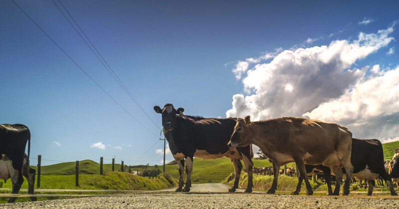 Moooving Day - Farm Accommodation • PRLaw